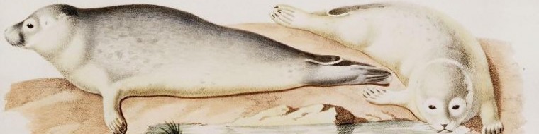 La leyenda de la mujer foca – Blog Cátedra de Historia y Patrimonio Naval