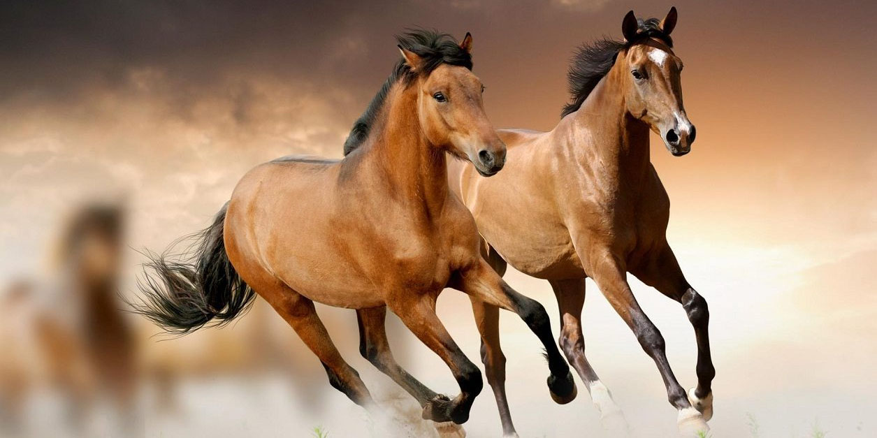 El transporte de caballos por mar – Blog Cátedra de Historia y ...
