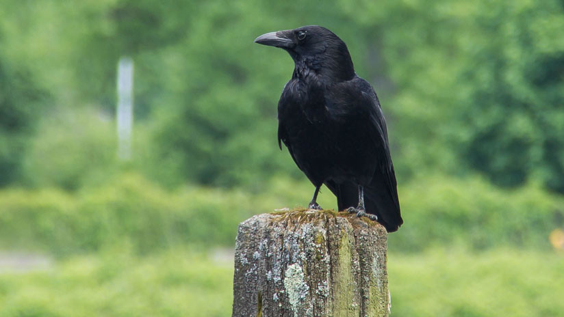 cuervo – Blog Cátedra de Historia y Patrimonio Naval