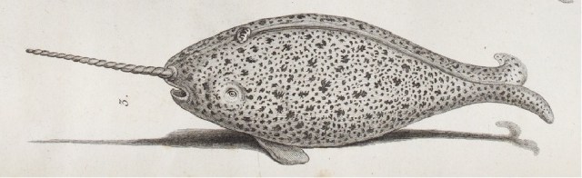 Historia de los narvales: los unicornios del mar – Blog Cátedra de ...