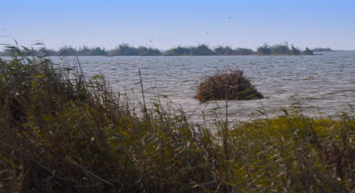 Manzala, el lago que desaparece durante horas – Blog Cátedra de ...